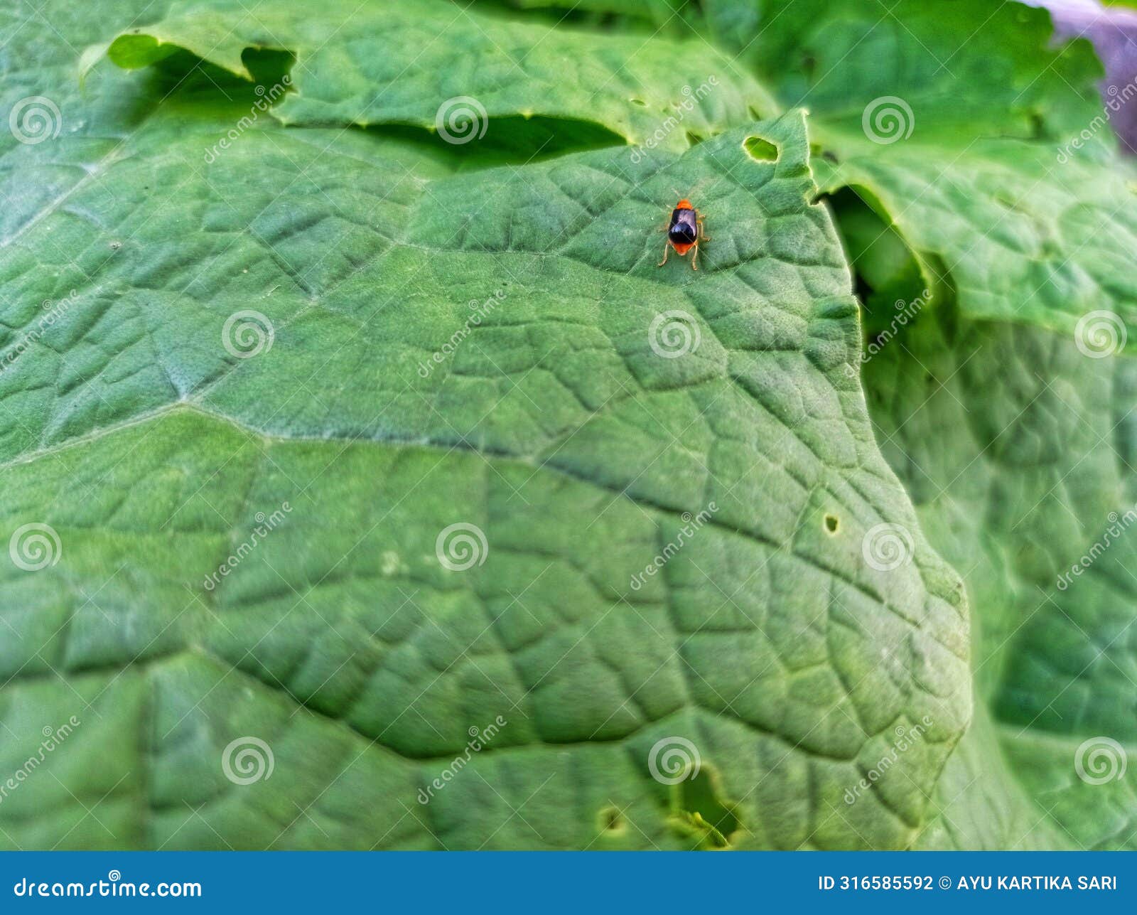 Pests that Attack the Leaves of Water Gourd Plants Stock Photo - Image ...