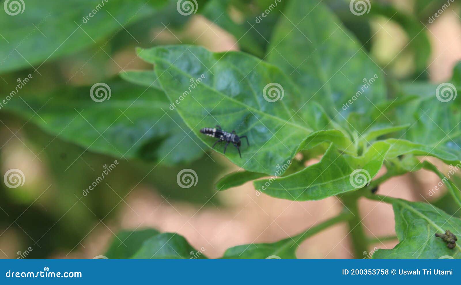 Pests on chilli stock photo. Image of herbivorous, ladybird - 200353758