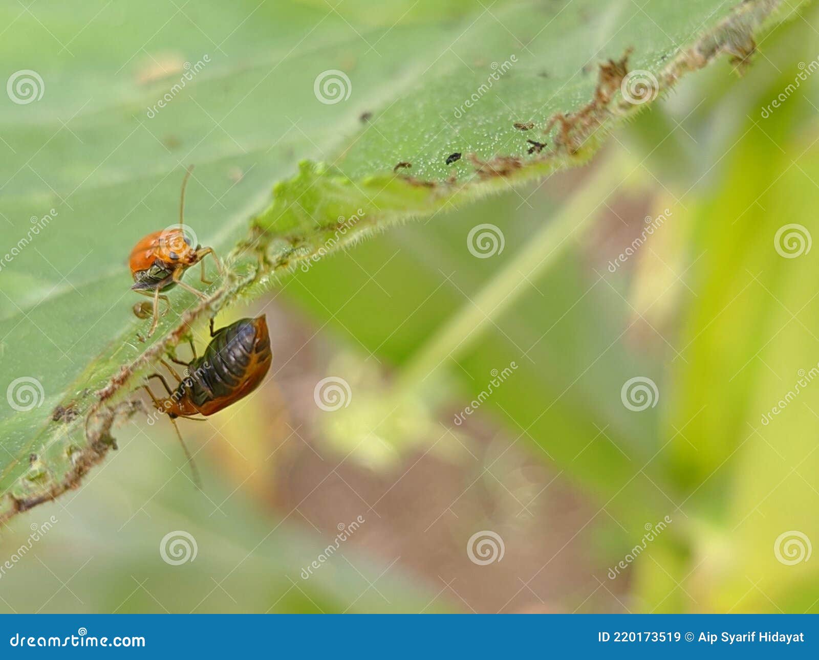 Pests are Eating the Leaves in My Corn Garden Stock Image - Image of ...