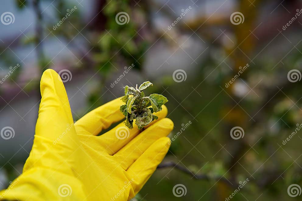Pests of Fruit Trees on Apple Leaves Stock Image - Image of sick, care ...