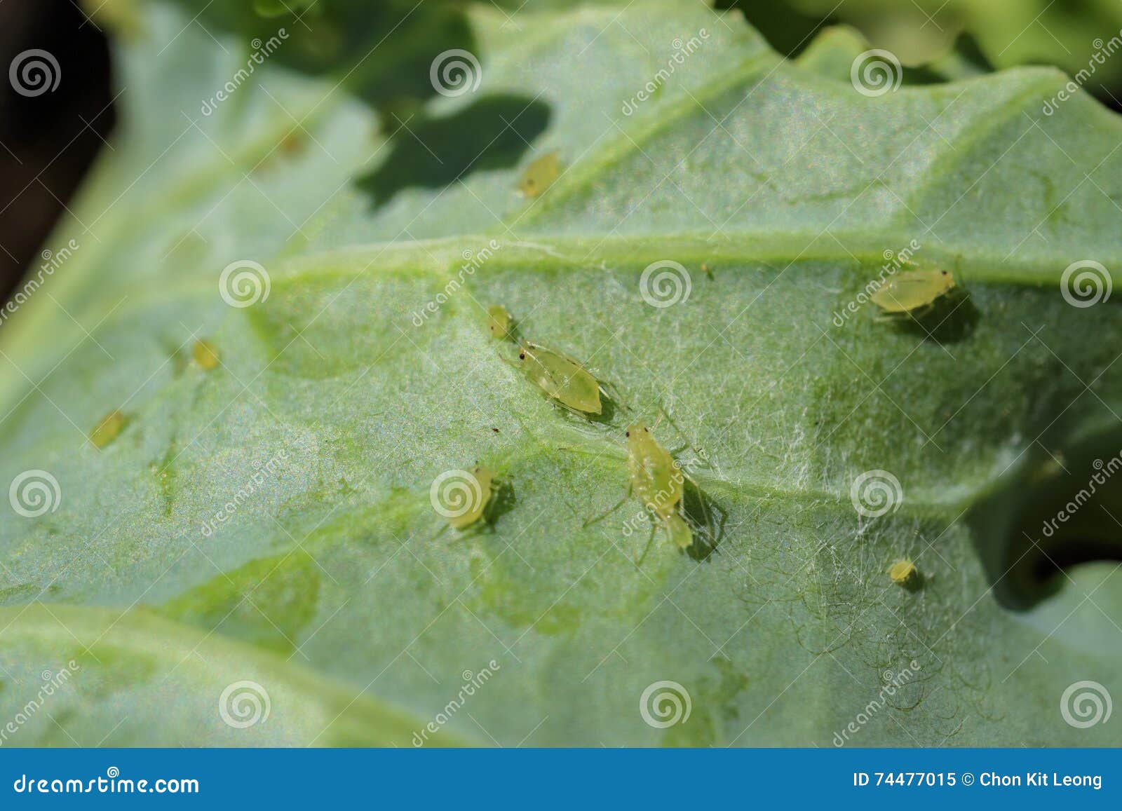 Pests on the Kale stock image. Image of pests, harmful - 74477015