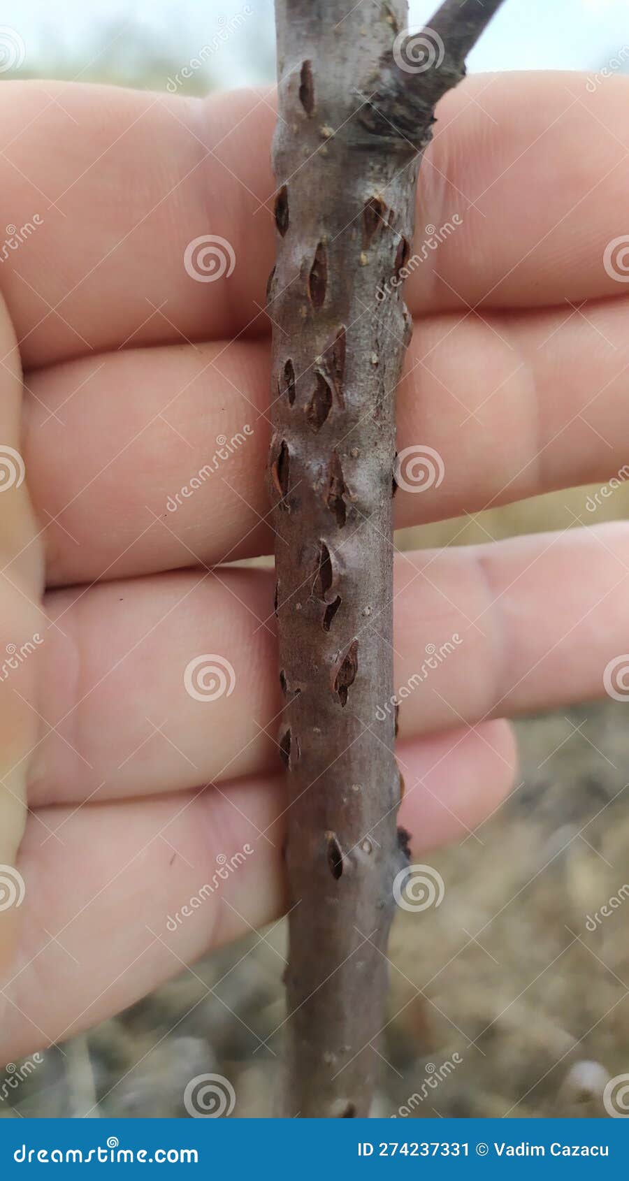 Pests Made a Hole Under the Bark of a Young Tree and Laid Eggs There ...