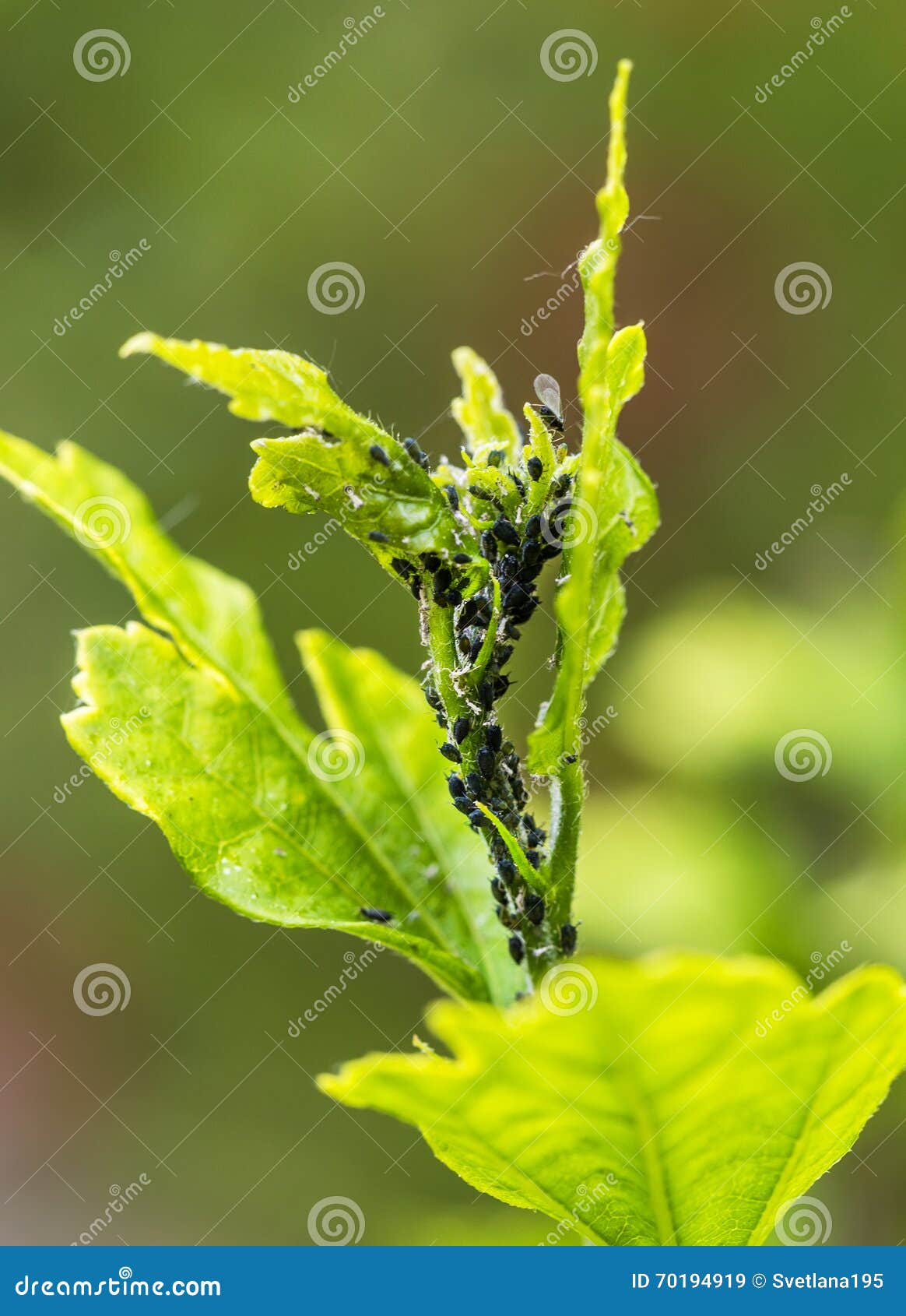Pests On Plants. Aphids On The Stems Of Plants. Garden Pests. Crop ...