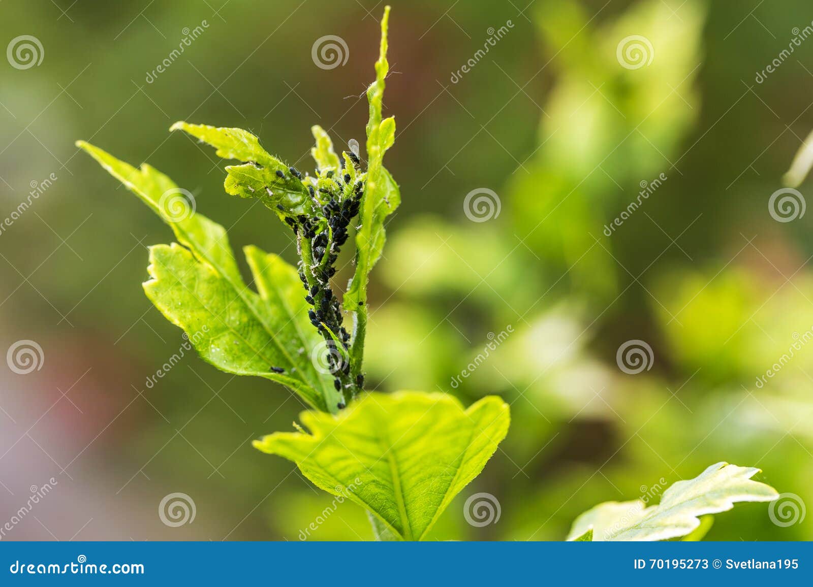 Pests On Plants. Aphids On The Stems Of Plants. Garden Pests. Crop ...