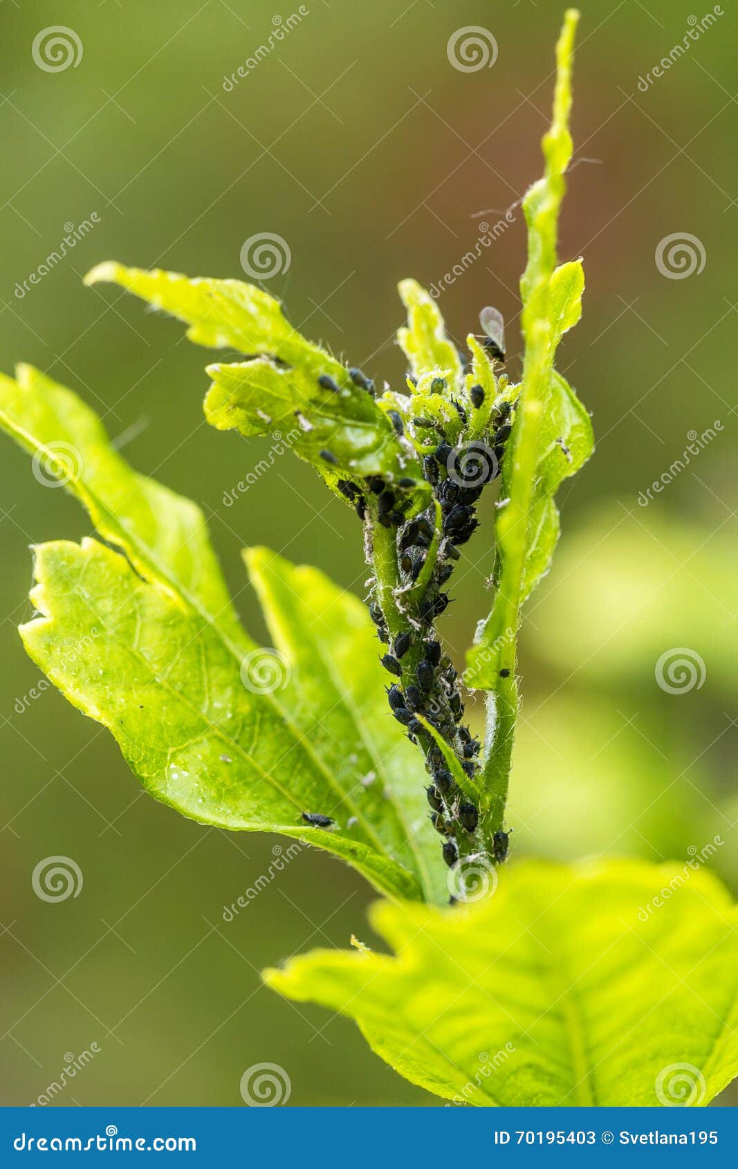 Pests On Plants. Aphids On The Stems Of Plants. Garden Pests. Crop ...