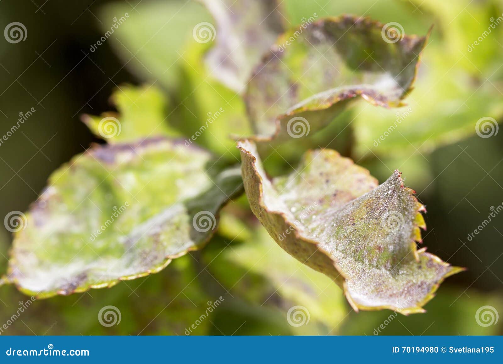 Pests, Plants Diseases. Powdery Mildew Close-up Stock Photo - Image of ...