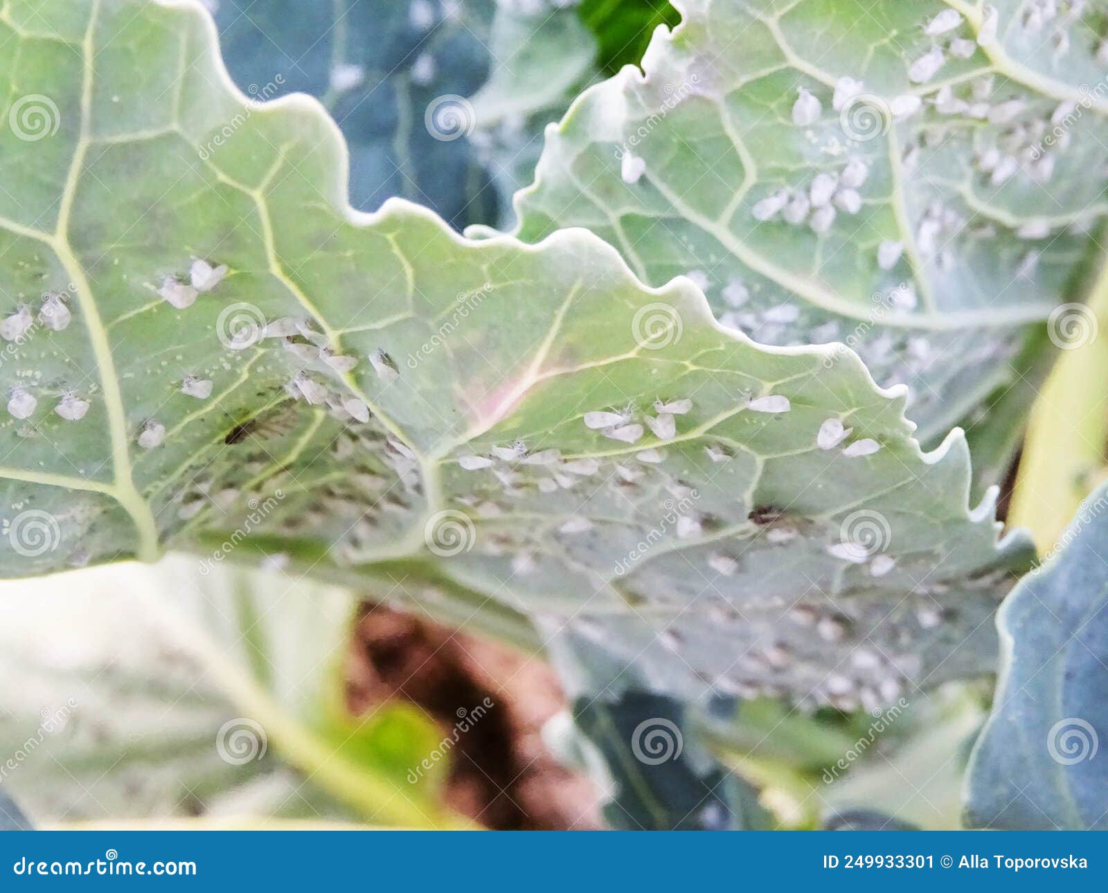 Pests of Plants, Whitefly on Cabbage in the Field Stock Image - Image ...