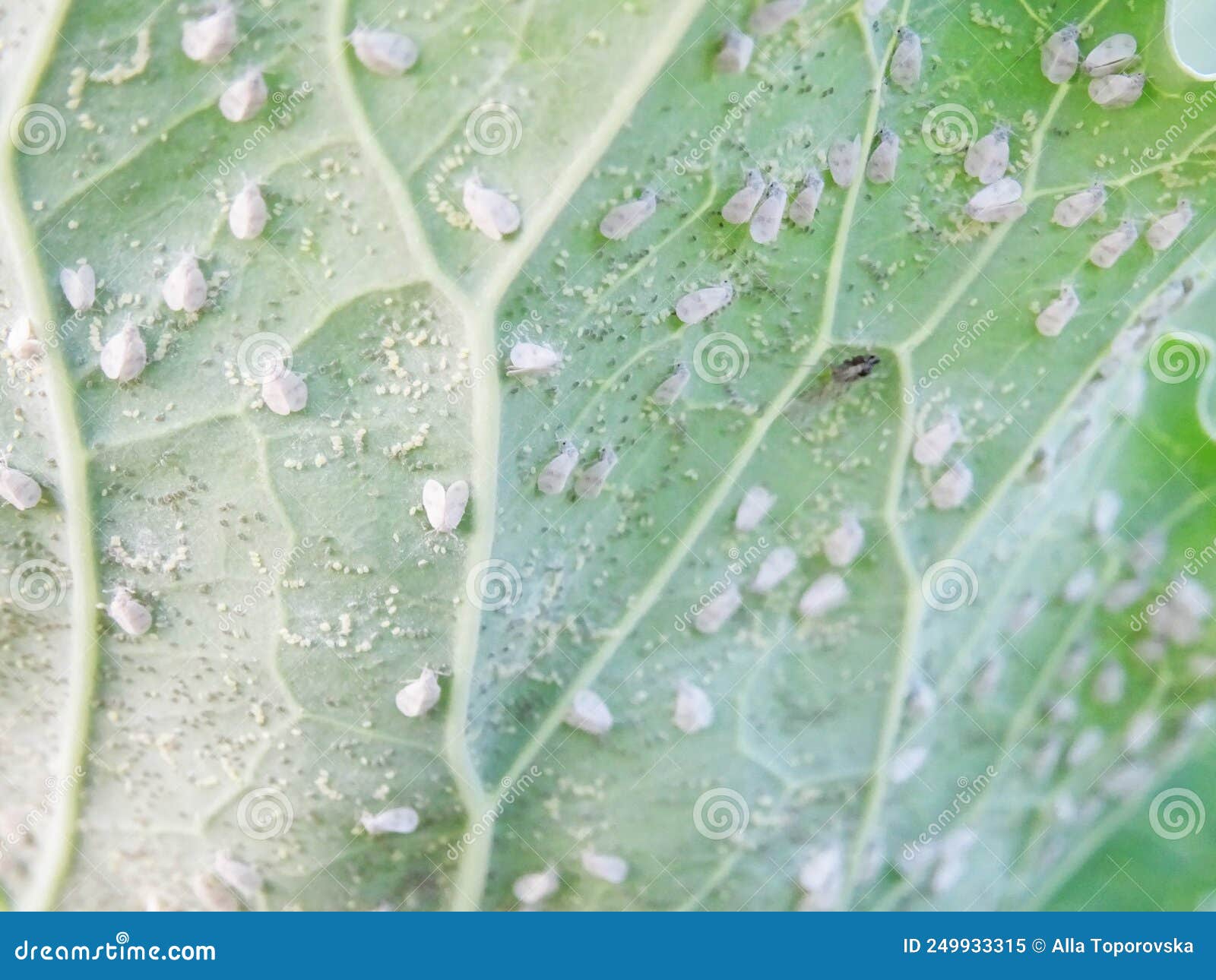 Pests of Plants, Whitefly on Cabbage in the Field Stock Image - Image ...