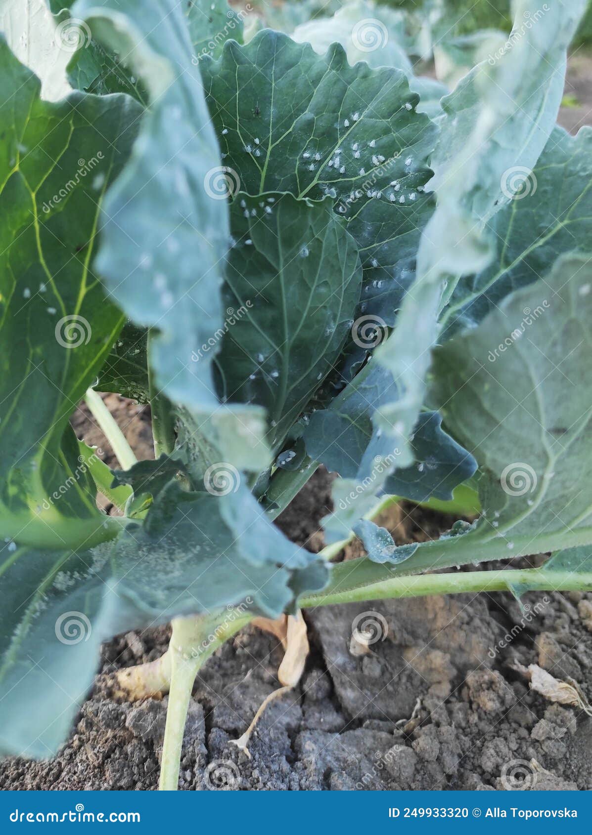 Pests of Plants, Whitefly on Cabbage in the Field Stock Photo - Image ...