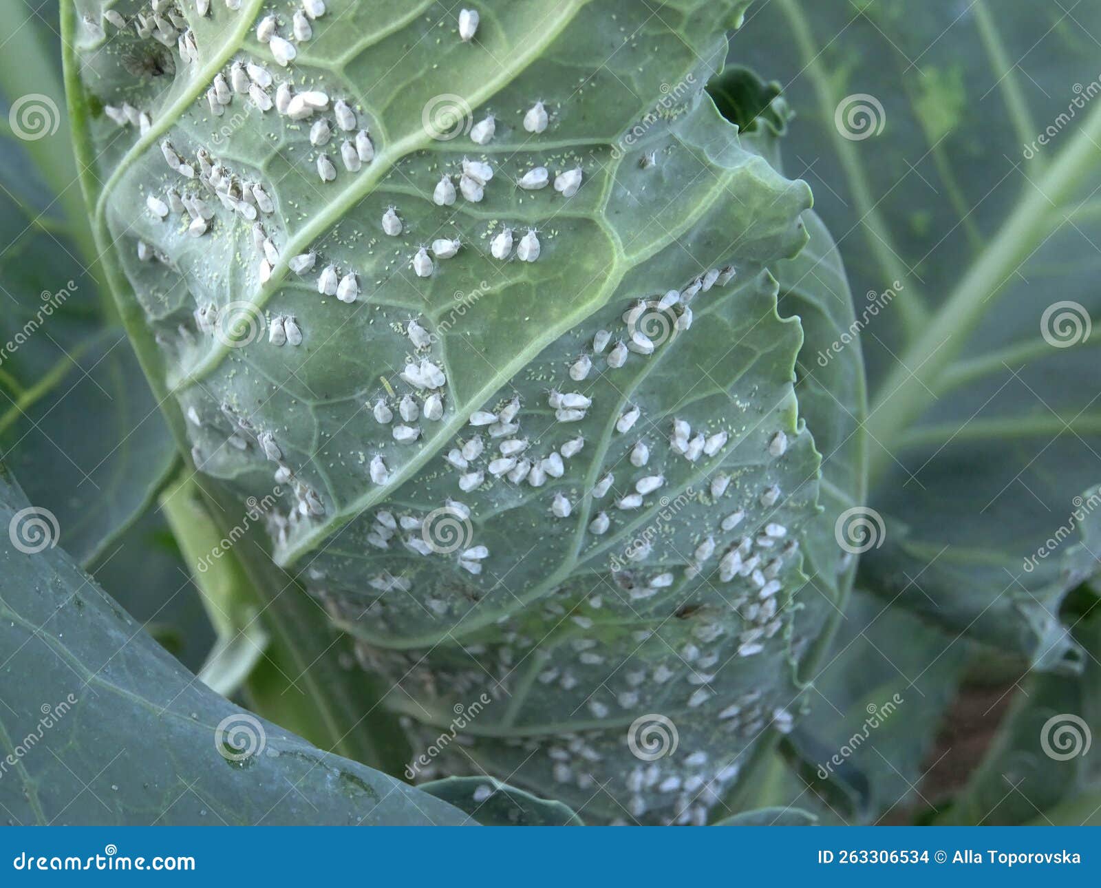 Pests of Plants, Whitefly on Cabbage in the Field Stock Photo - Image ...