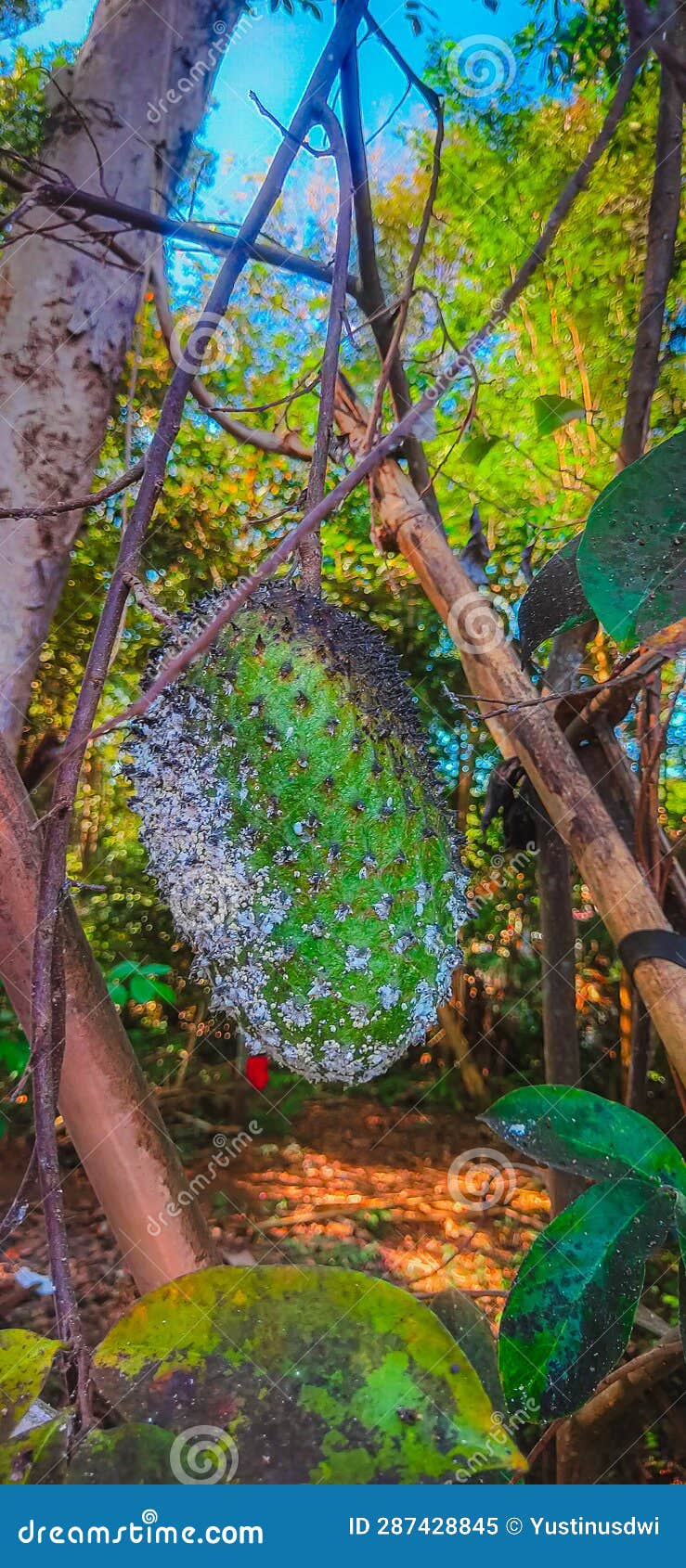 Pests of soursop fruit stock image. Image of fruit, soursop - 287428845