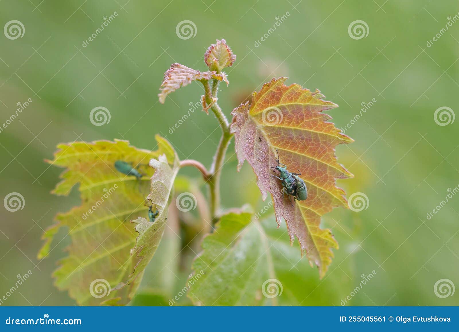 Pests Weevils Eat the Leaves of the Plant in Summer Stock Image - Image ...