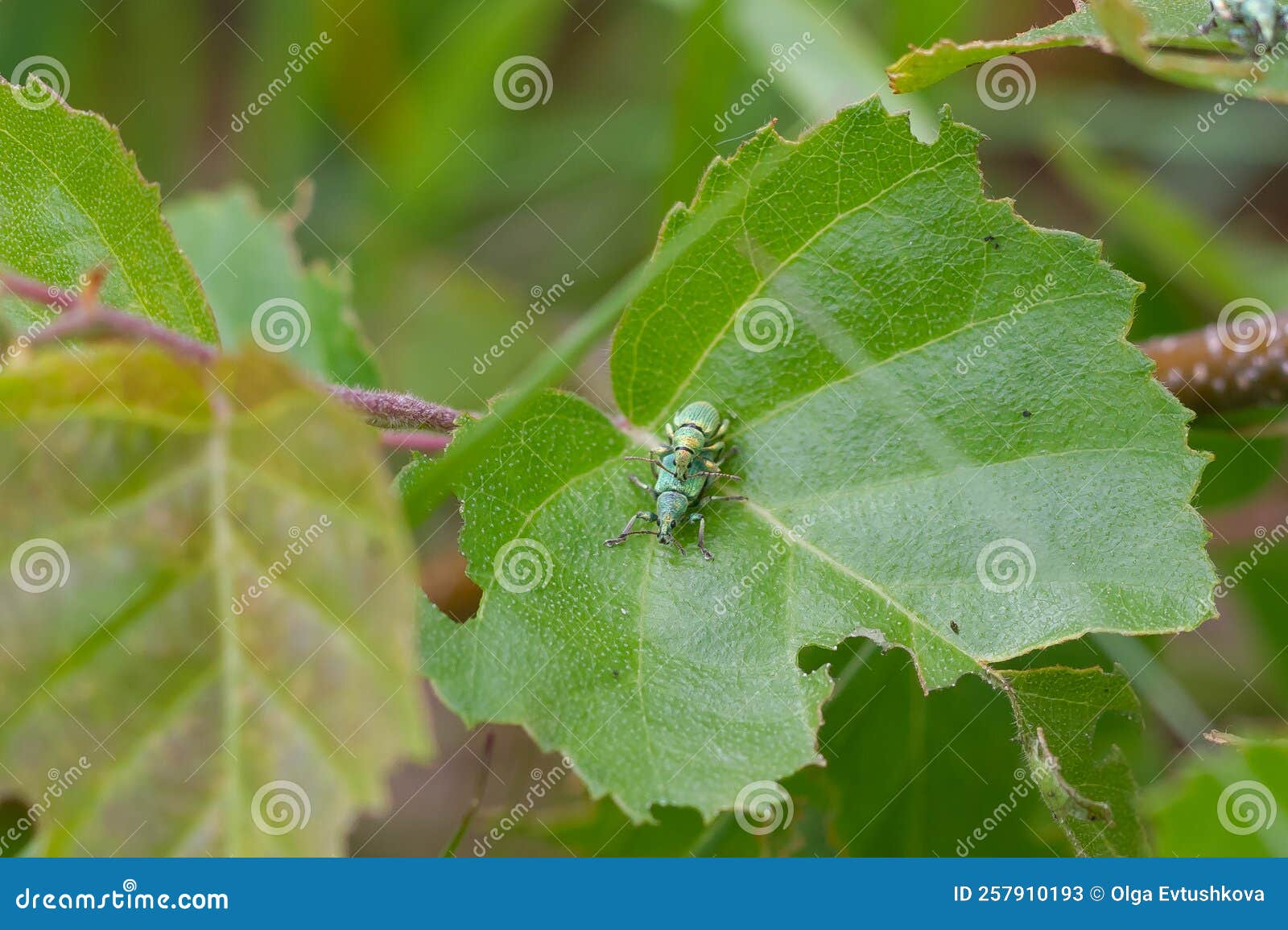 Pests Weevils Eat the Leaves of the Plant in Summer Stock Image - Image ...