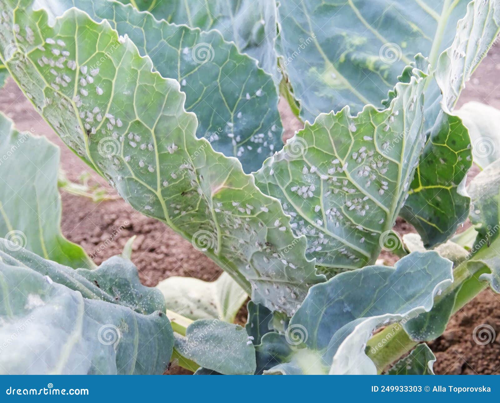 Pests of Plants, Whitefly on Cabbage in the Field Stock Image - Image ...