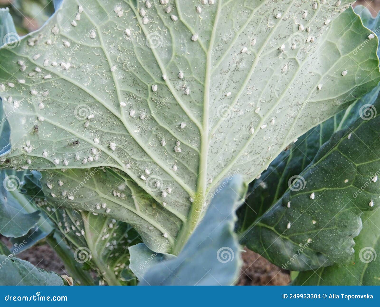 Pests of Plants, Whitefly on Cabbage in the Field Stock Photo - Image ...