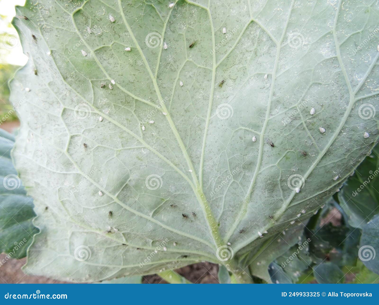Pests of Plants, Whitefly on Cabbage in the Field Stock Image - Image ...