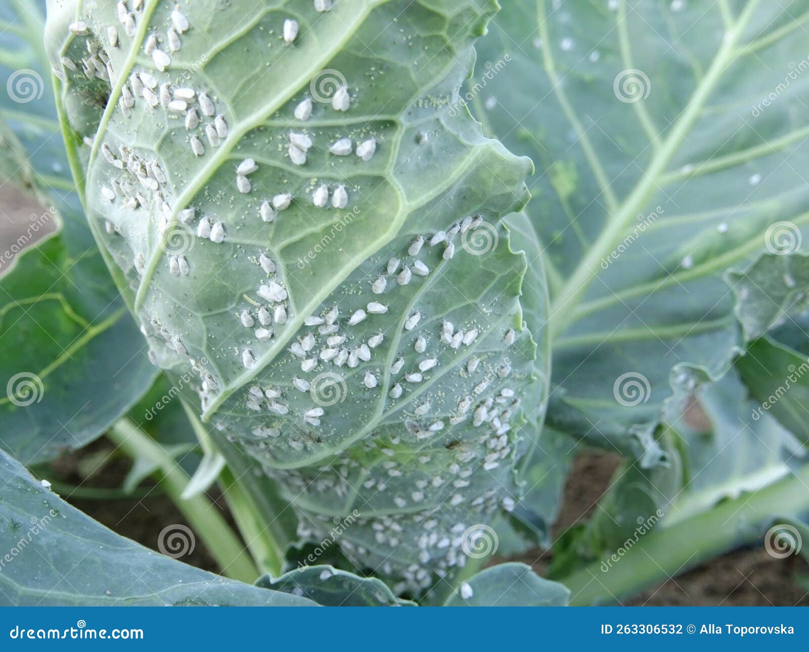 Pests of Plants, Whitefly on Cabbage in the Field Stock Photo - Image ...