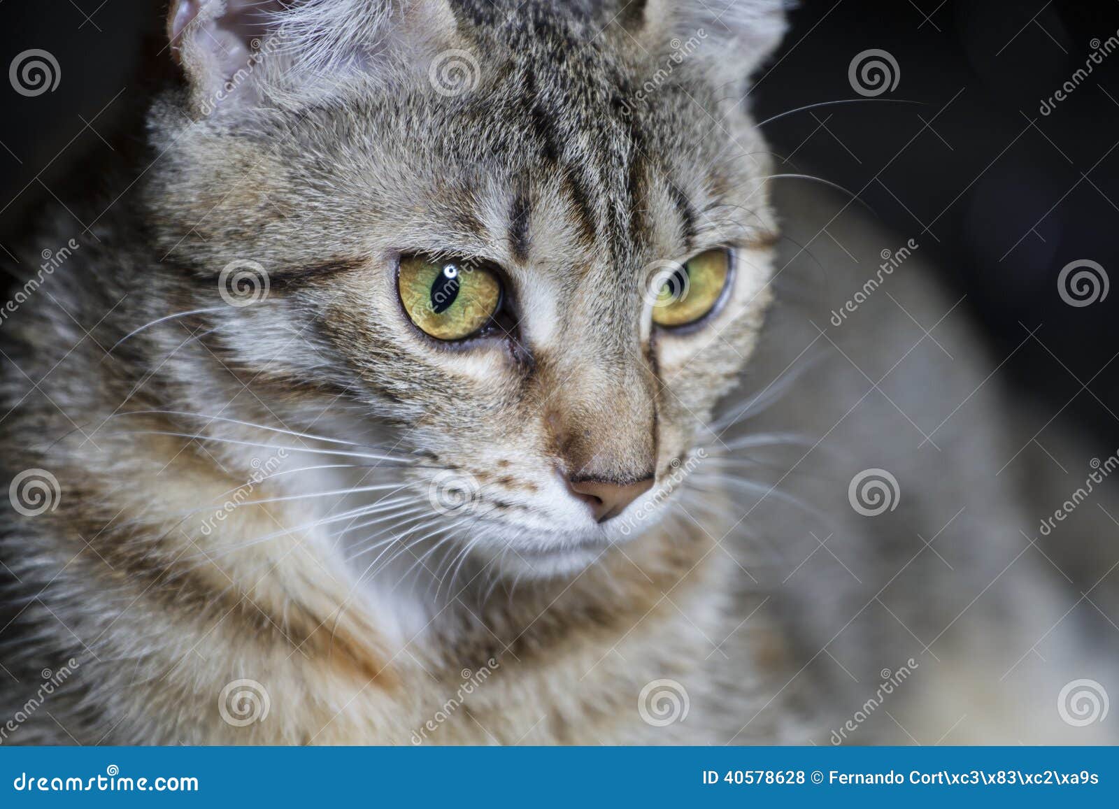 Pet, Adorable Common Cat Hair Tabby Stock Photo - Image of mammal ...
