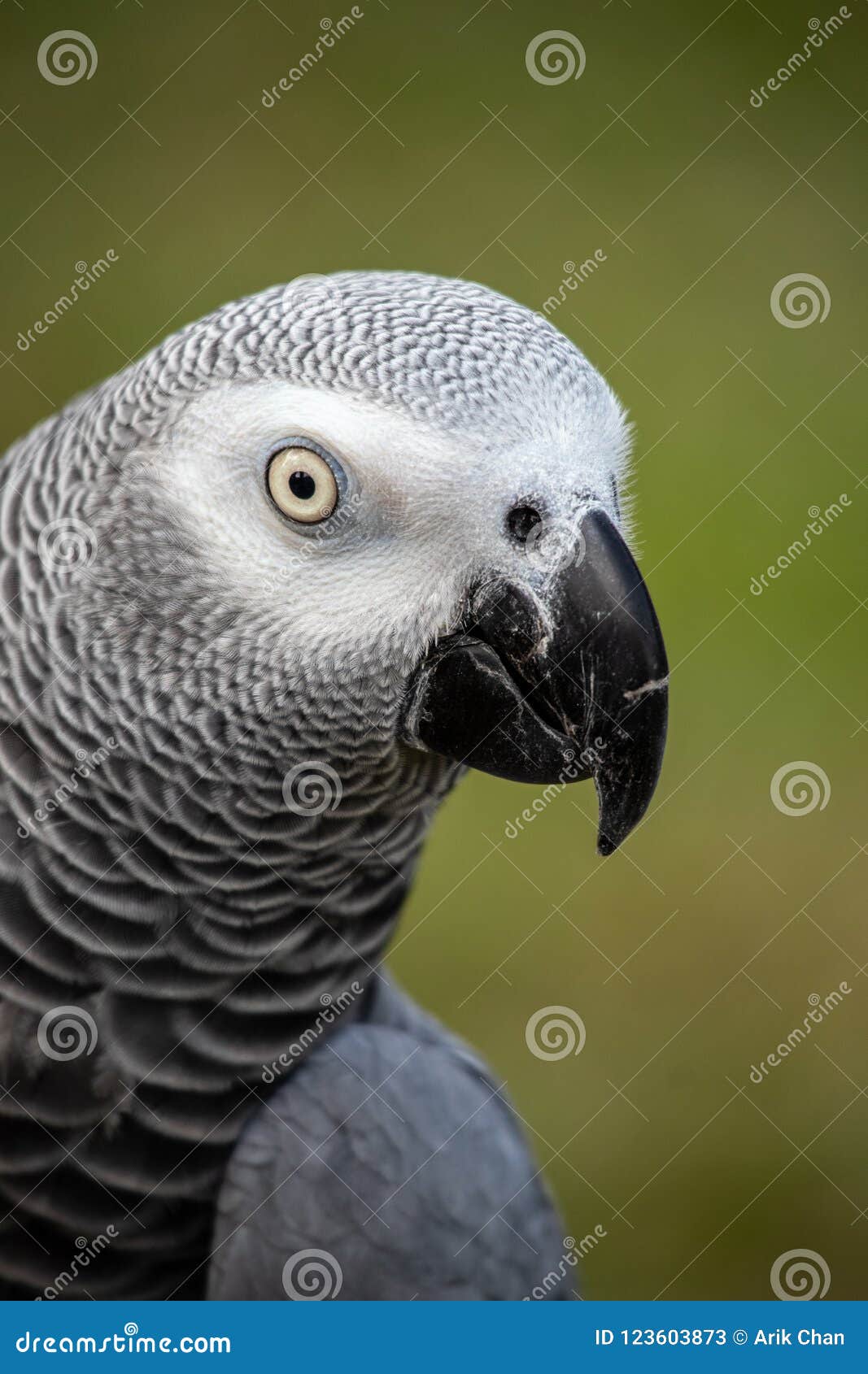 Pet African Grey Is A Good Mimic And Talker Royalty-Free Stock Photo ...