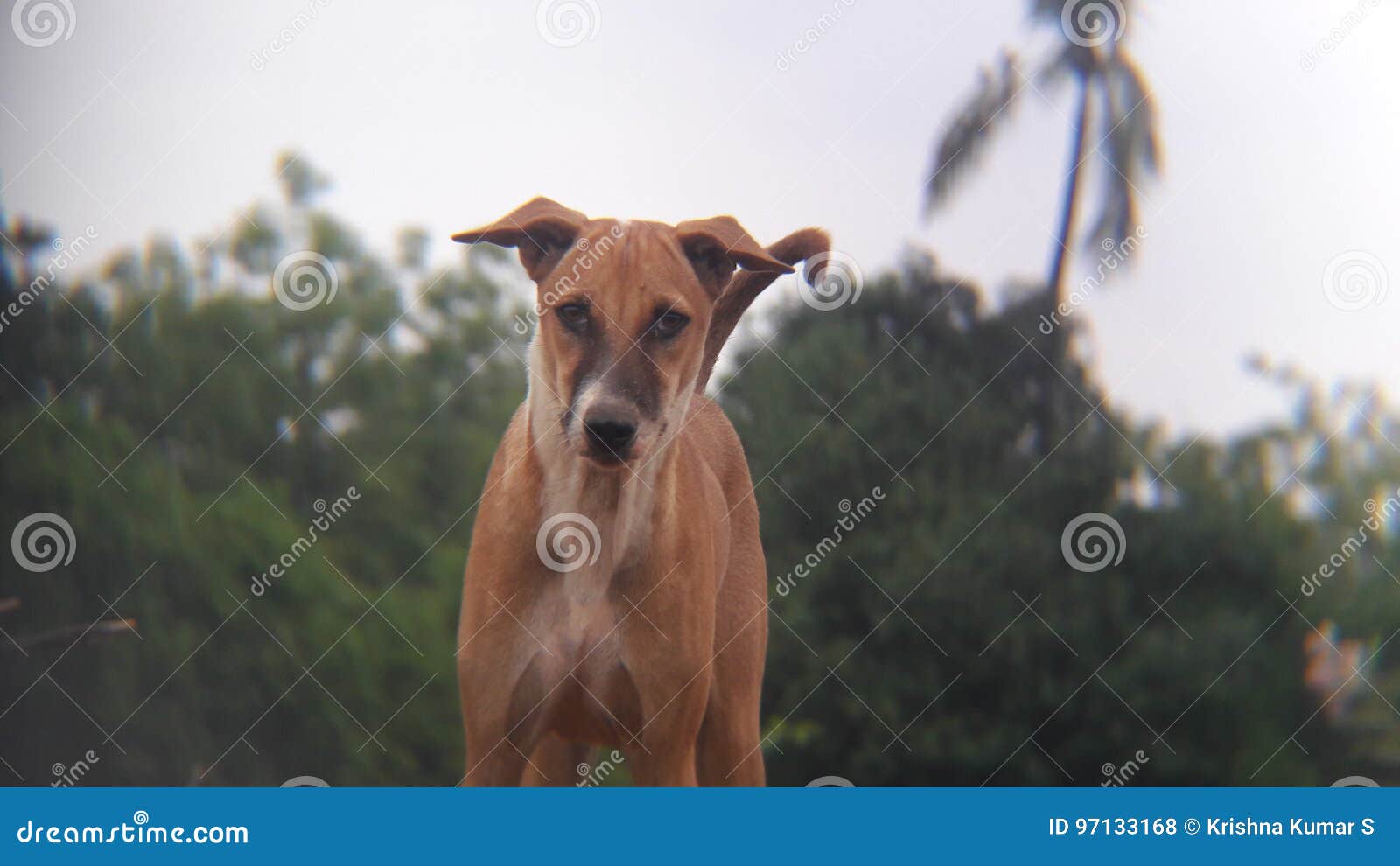 Pet editorial stock photo. Image of animal, look, angry - 97133168