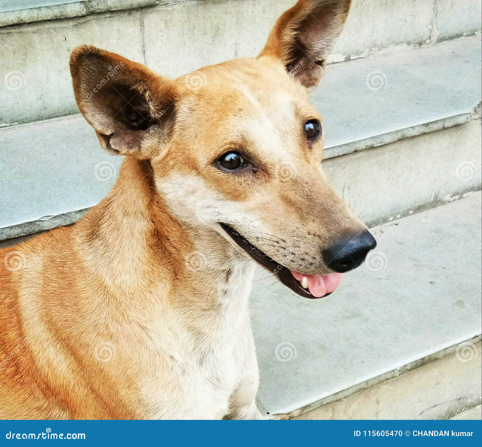 Pet animal stock photo. Image of animal, sitted, house - 115605470