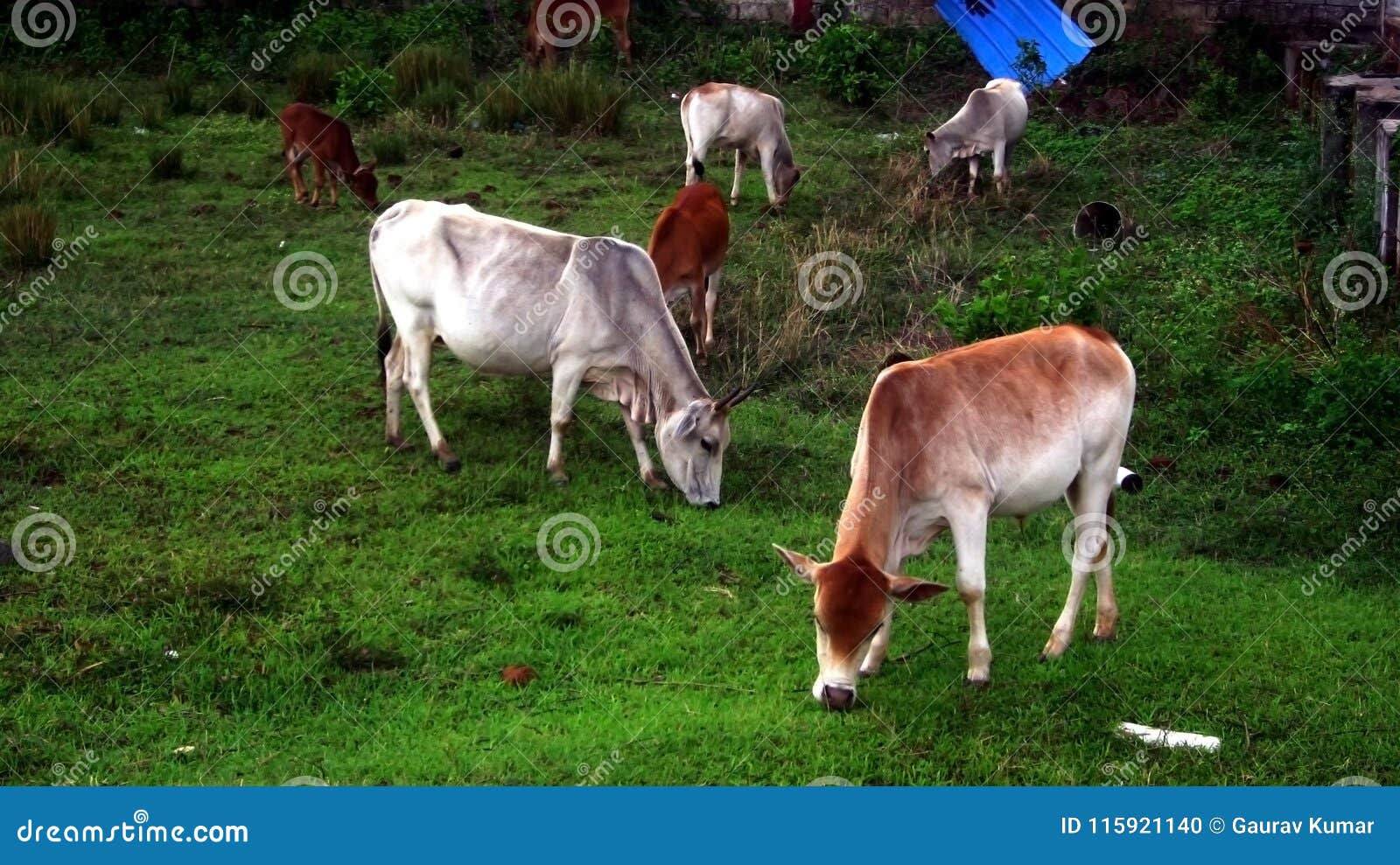 Pet Animals Grazing the Field Stock Photo - Image of animals, lovely ...