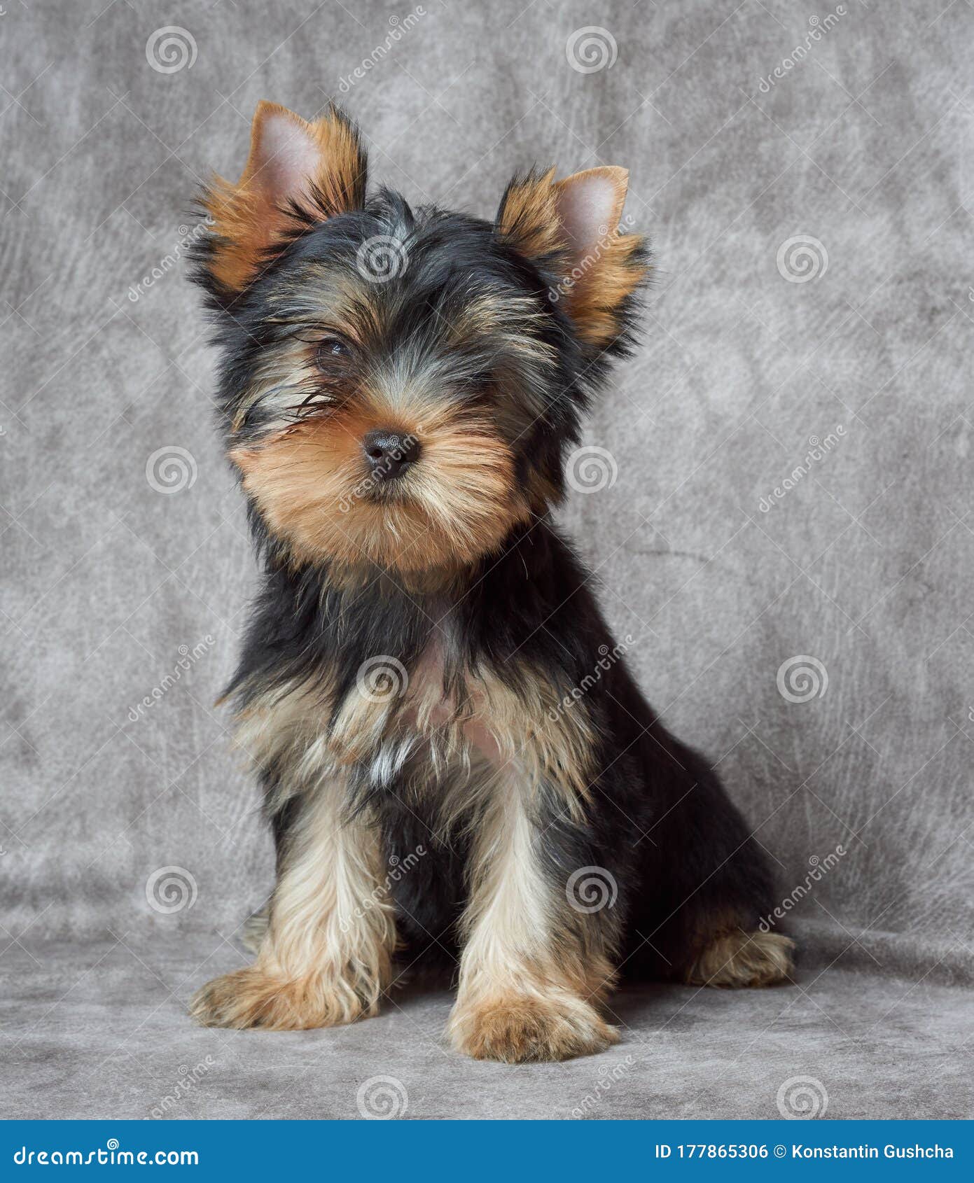 Pet on backdrop stock photo. Image of grooming, material - 177865306