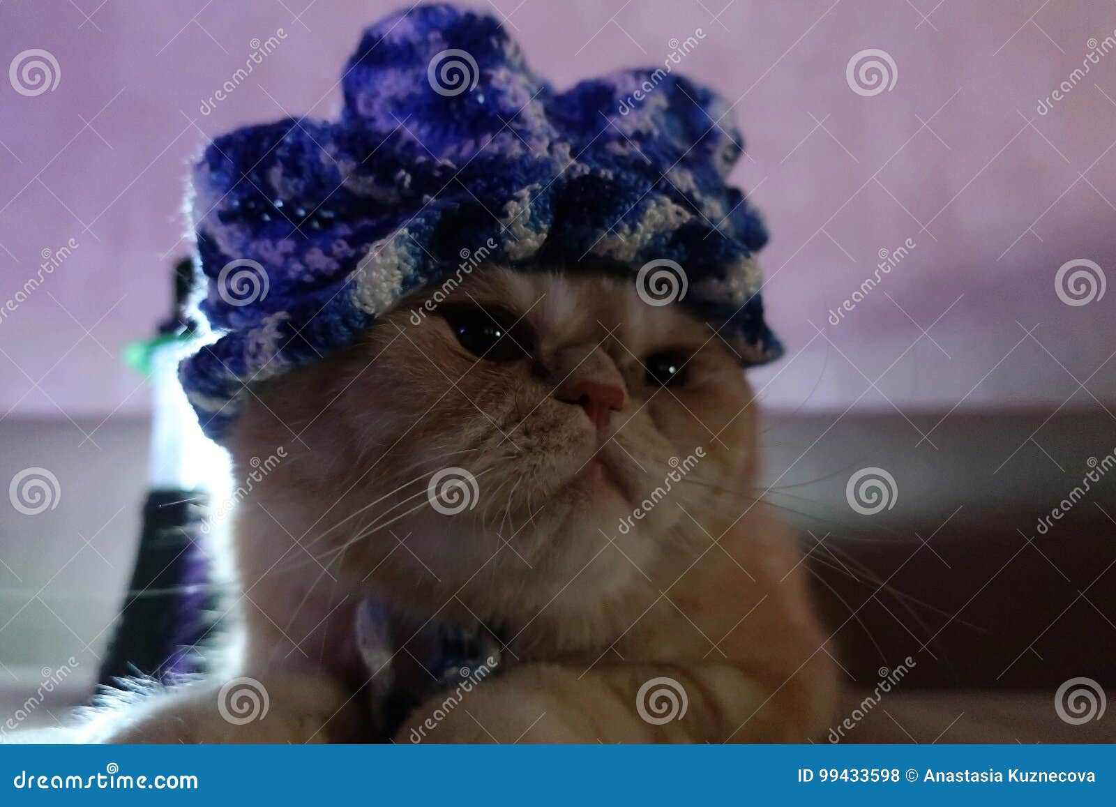 Pet stock photo. Image of persian, sleep, beautiful, nightcap - 99433598