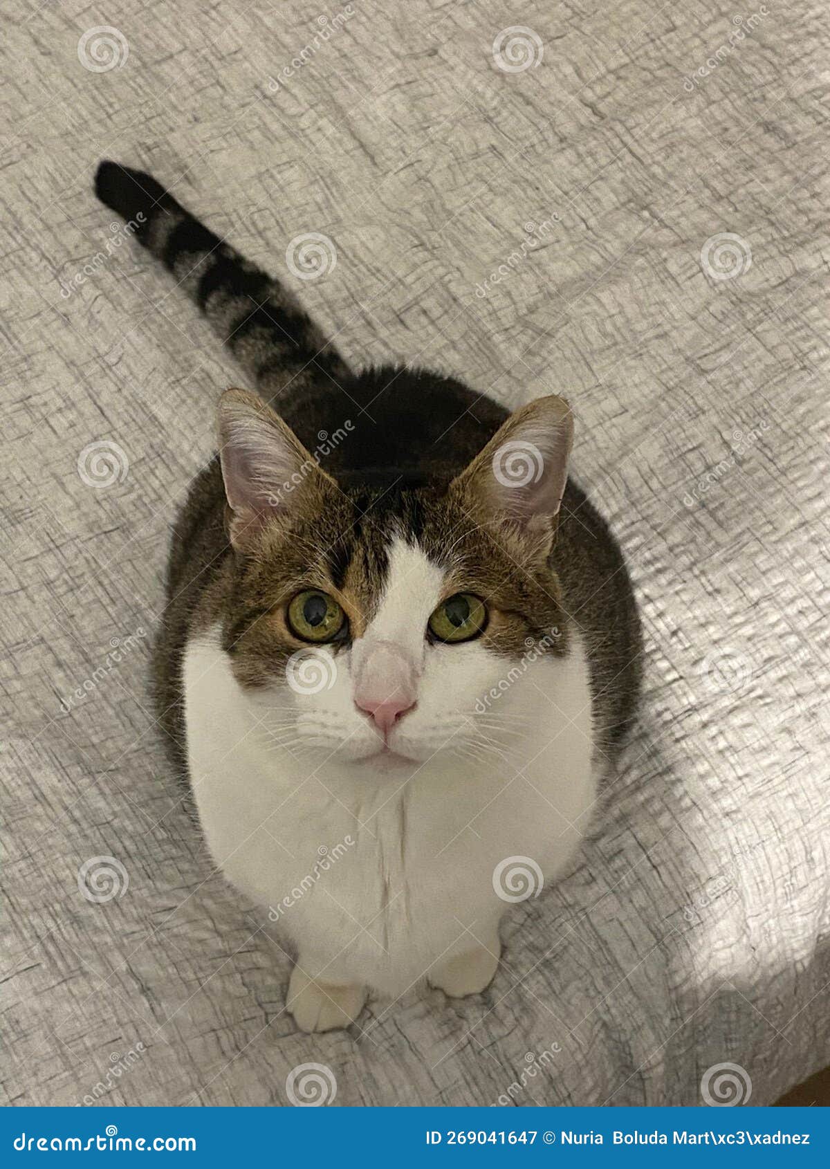 My Pet cat stock image. Image of nose, white, drawing - 269041647