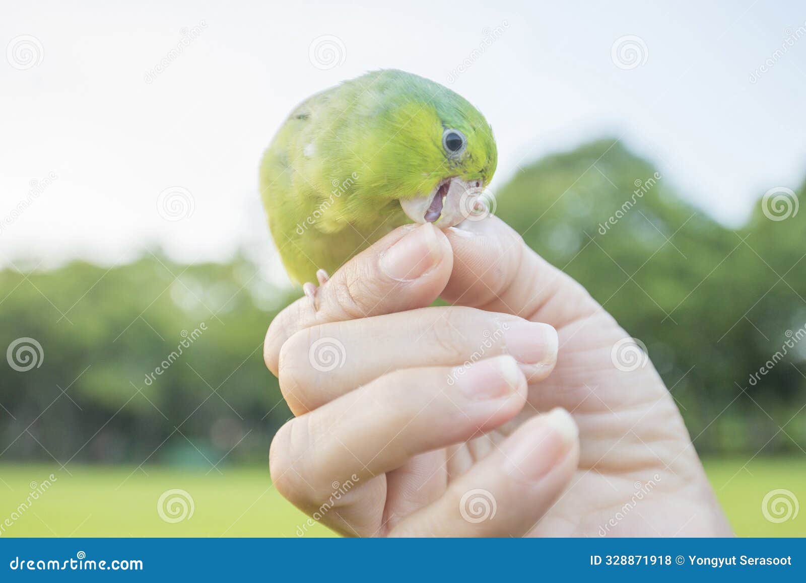 Pet Birds in the Hands of People Outdoors in the Park Stock Photo ...