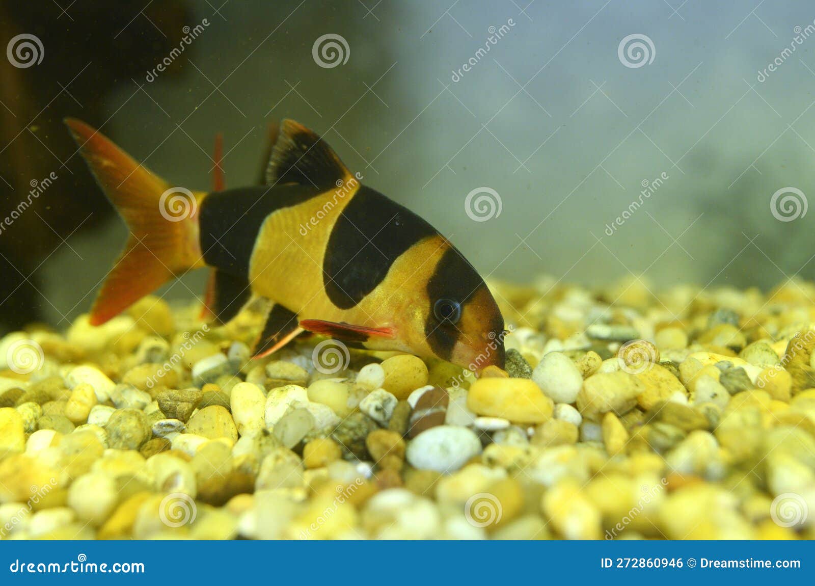 Pet Bright Coloured Fish Swimming in the Aquarium Stock Photo - Image ...