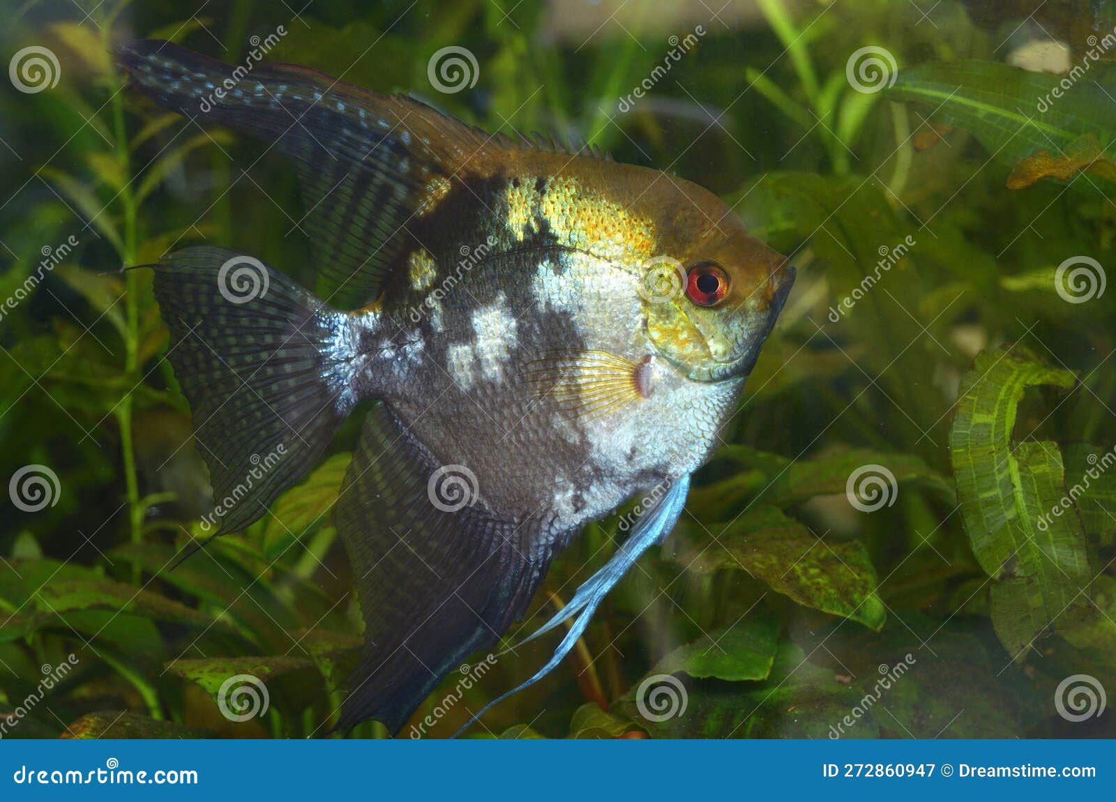Pet Bright Coloured Fish Swimming in the Aquarium Stock Image - Image ...