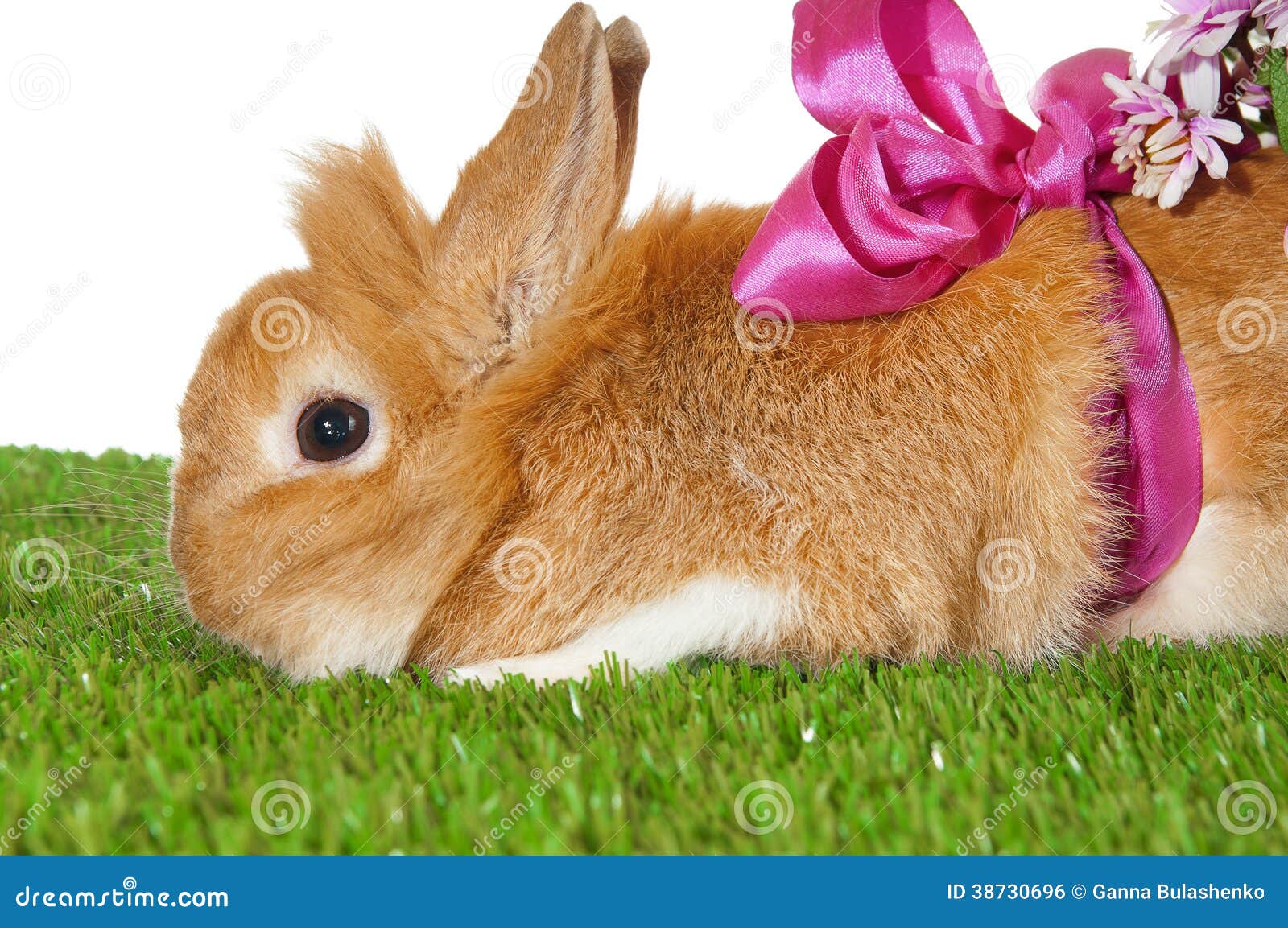 Pet brown rabbit. stock photo. Image of rabbit, green - 38730696