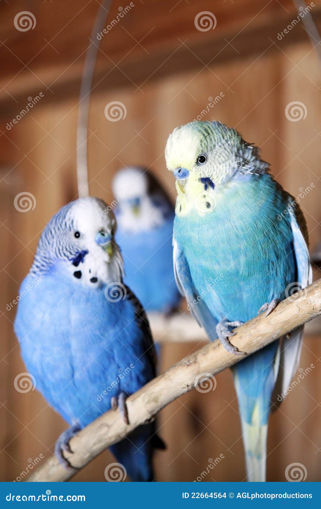 Aviary Royalty-Free Stock Image | CartoonDealer.com #22504960