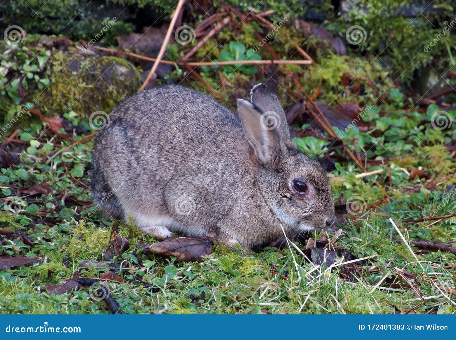 Pet Bunny Rabbit stock image. Image of grazing, pinfoldphotos - 172401383