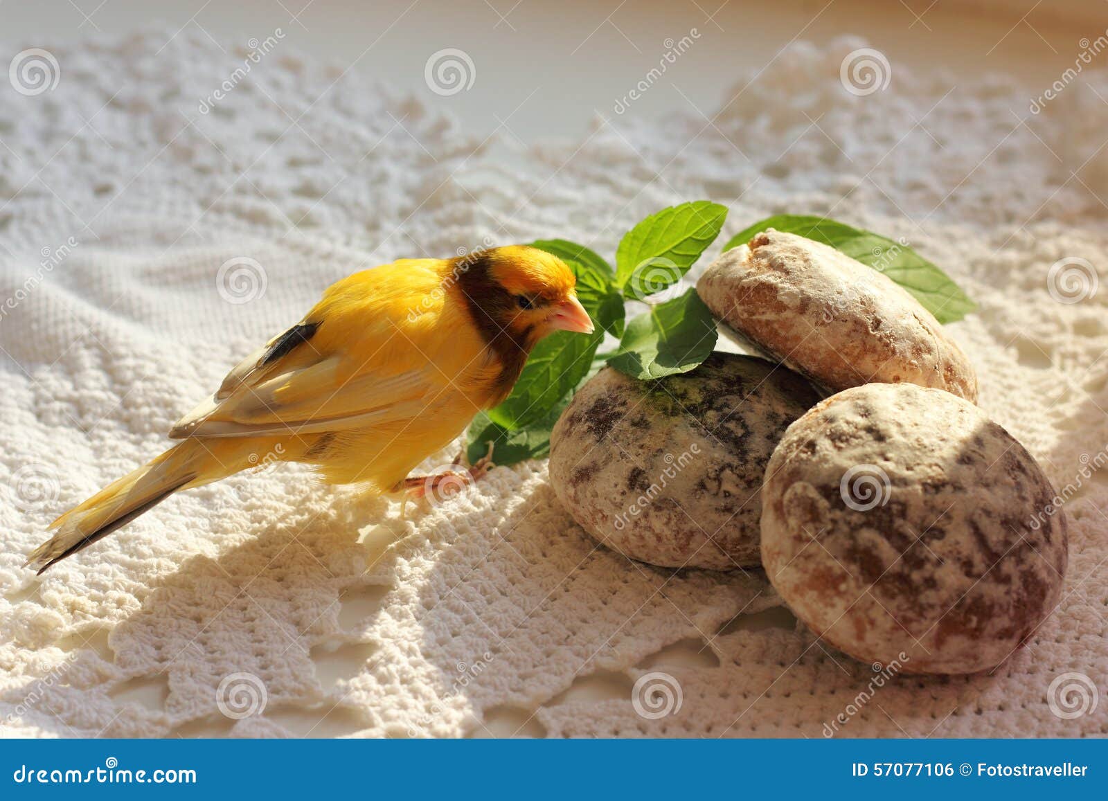 Pet canary stock photo. Image of sweet, frosting, gingerbread - 57077106