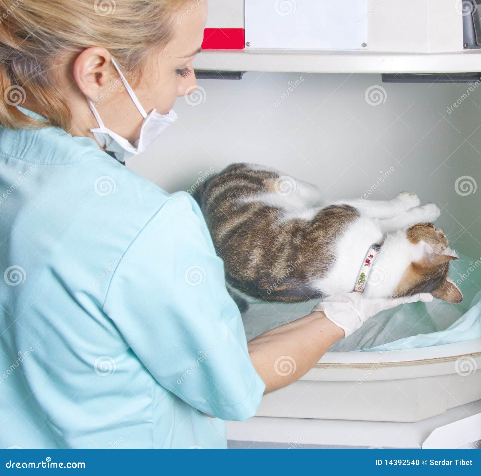 Pet care unit stock photo. Image of medic, examine, intensive - 14392540
