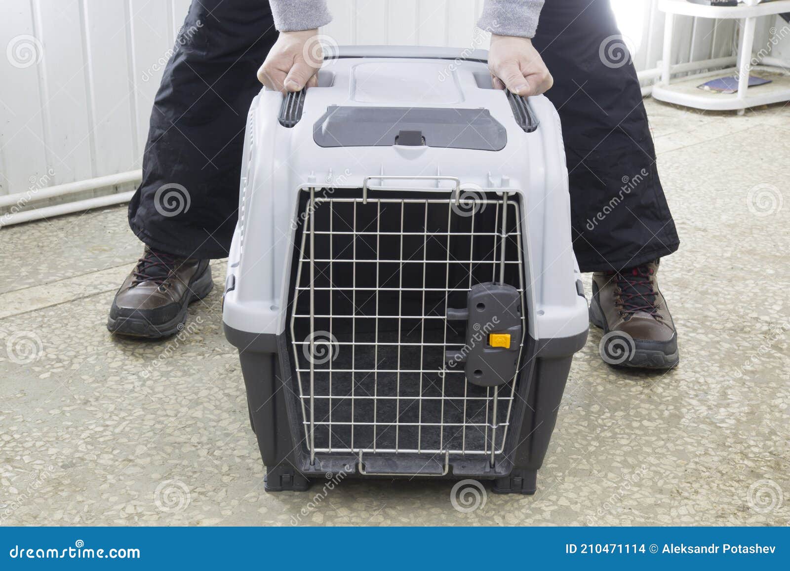 Pet Carrier.Transportation of Animals in Special Cages Stock Photo ...