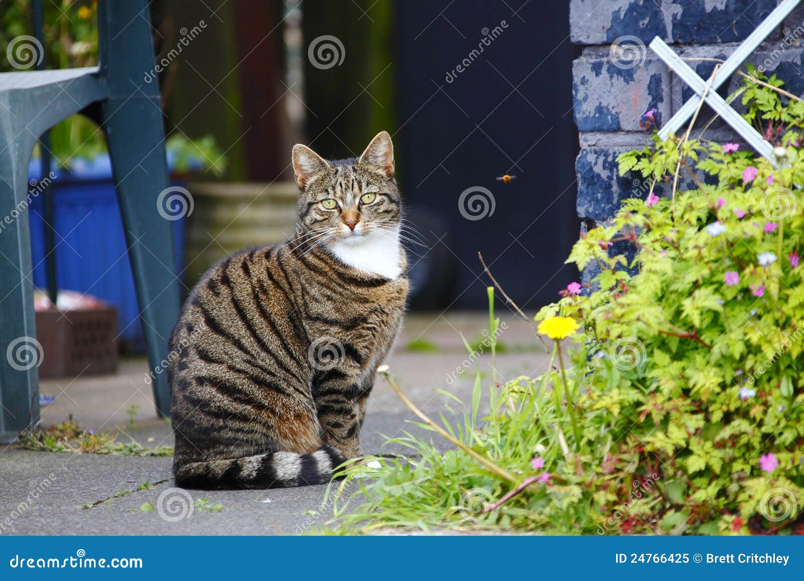Pet cat in garden stock image. Image of sits, garden - 24766425