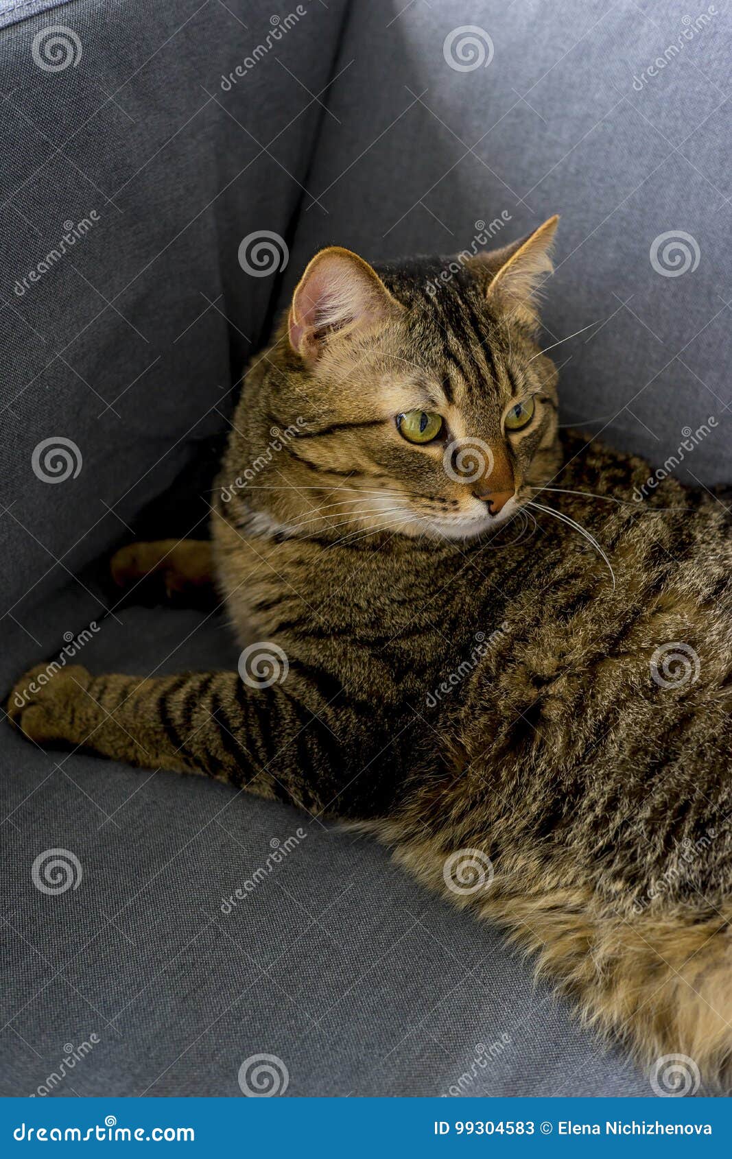 Pet cat at home stock image. Image of young, parent, cheerful - 99304583