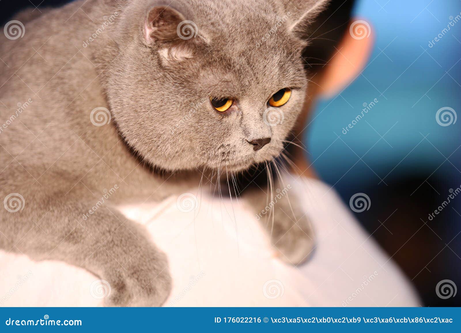 A Cat Staring at the Camera Stock Photo - Image of blurred, bell: 176022216