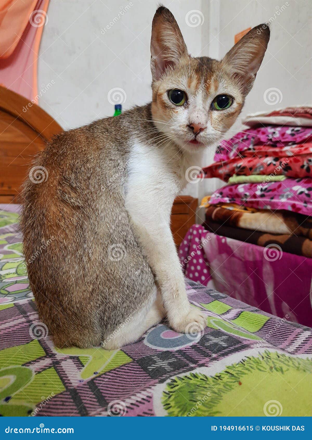 A PET CAT with a SHARP LOOK Stock Image - Image of look, sharp: 194916615