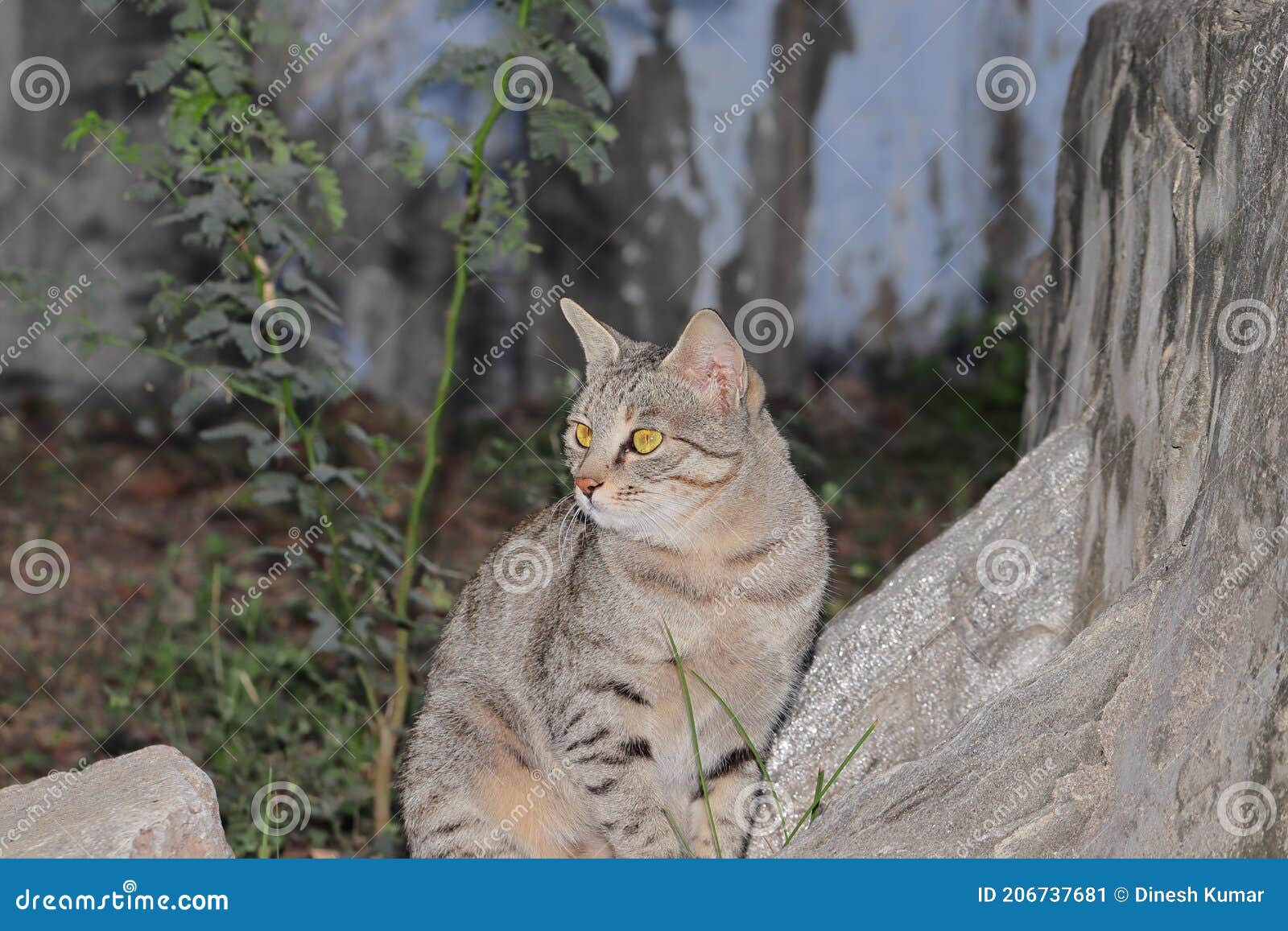 146 Cat Sitting Cliff Stock Photos - Free & Royalty-Free Stock Photos ...