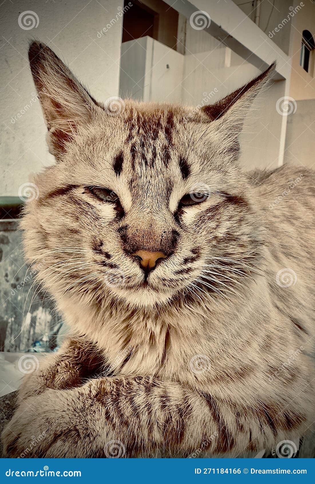 Pet cat stock photo. Image of street, qatar, staying - 271184166