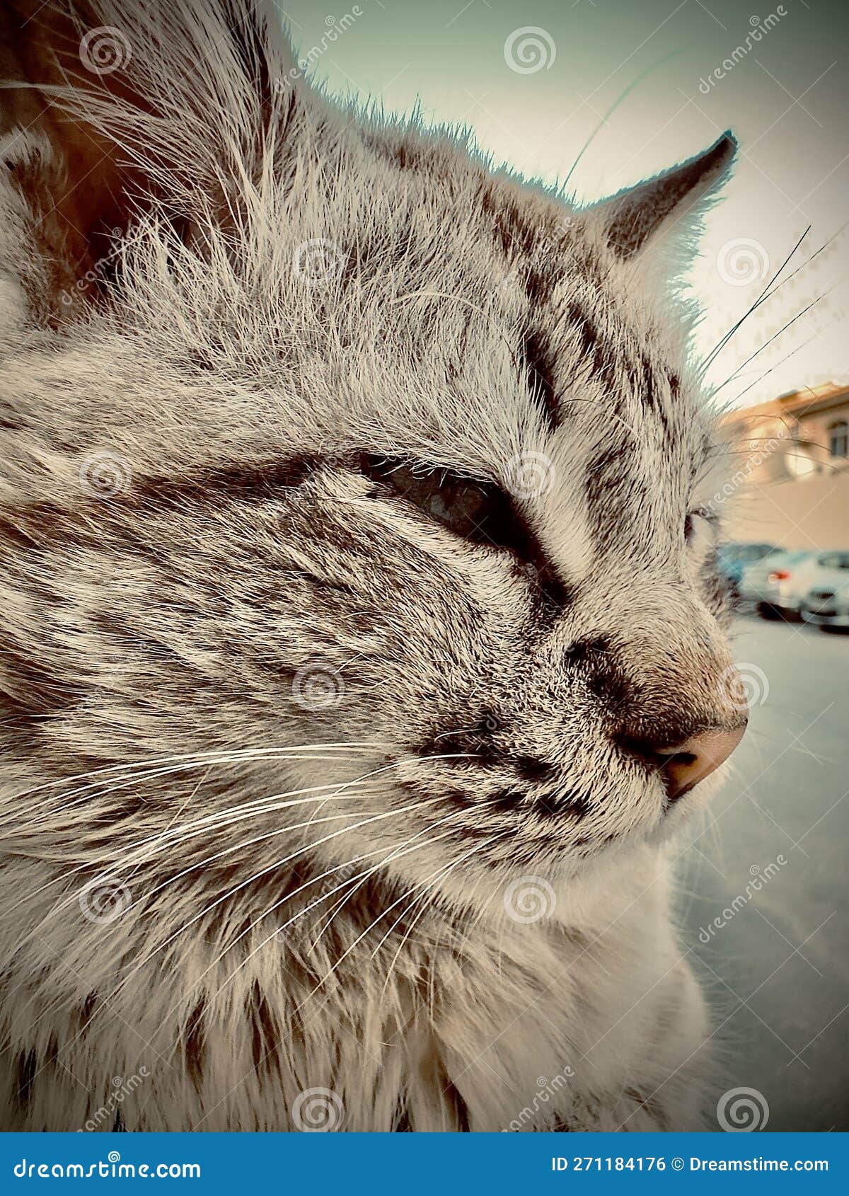 Pet cat stock photo. Image of street, staying, qatar - 271184176