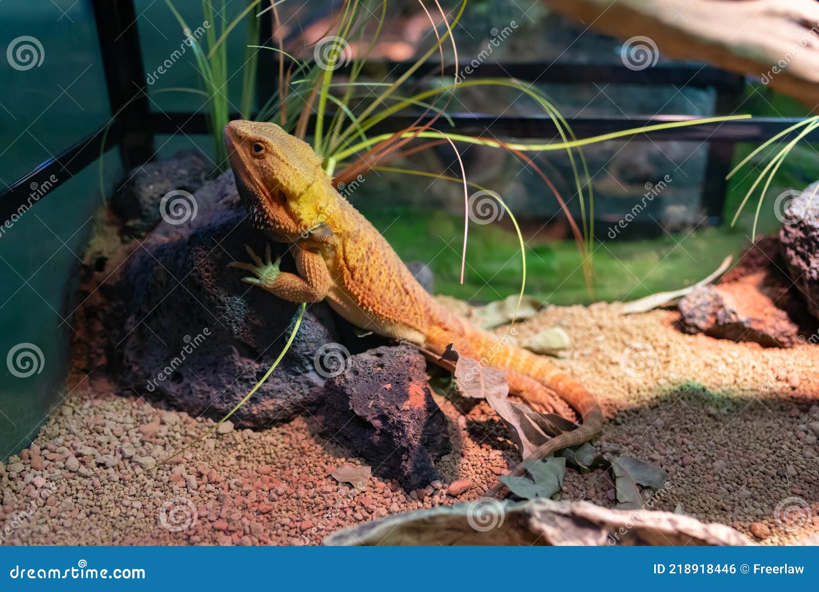 Pet chameleon in a tank stock photo. Image of reptile - 218918446