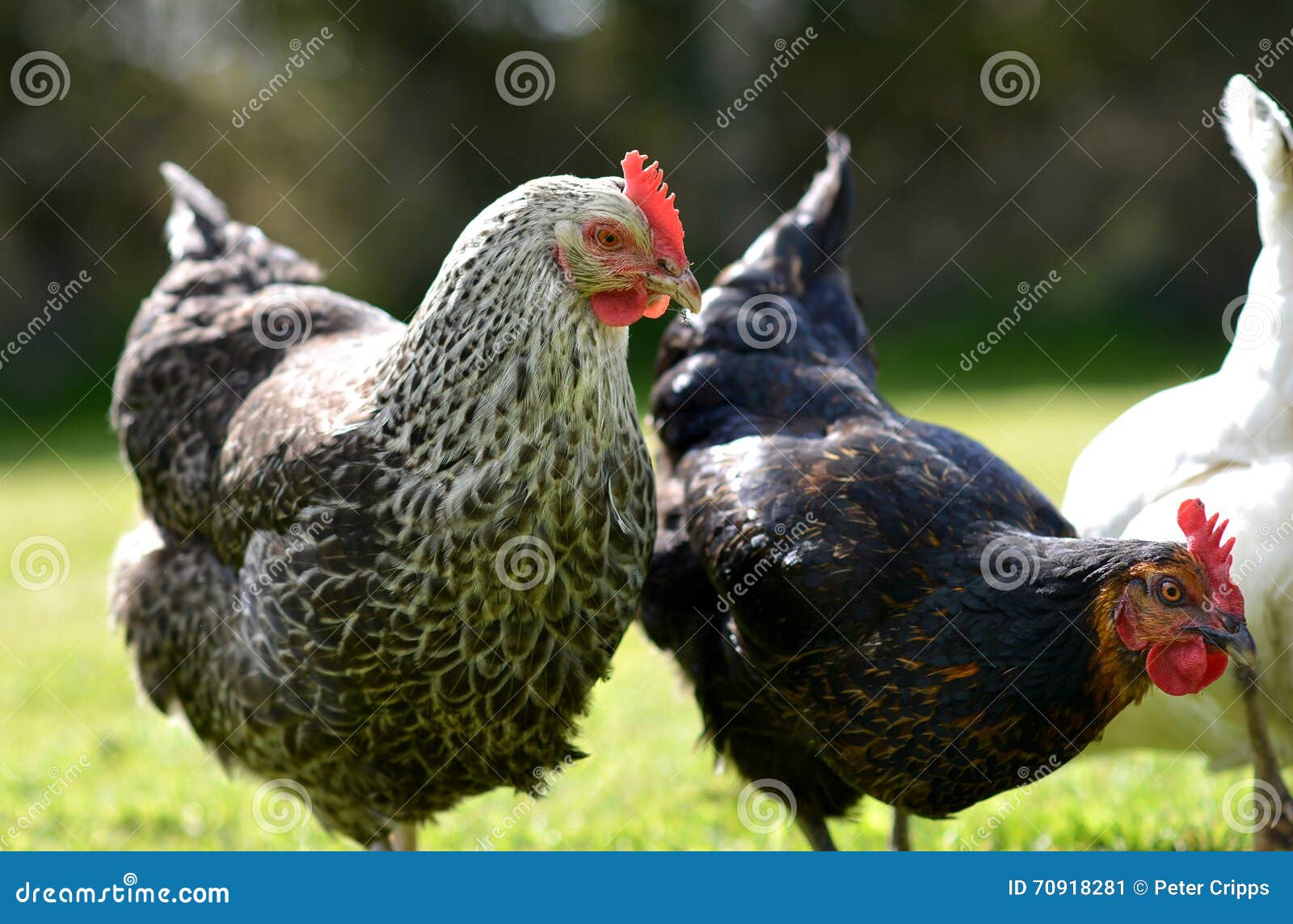 Pet chickens stock image. Image of grassland, food, country - 70918281