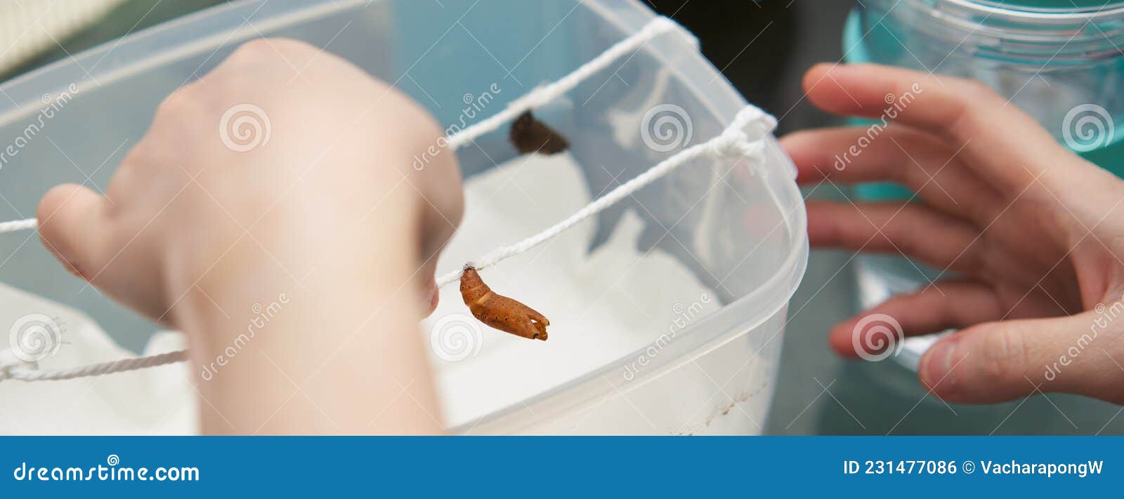Pet Cocoon Butterfly that is Kept in the House, on the Box, on the ...
