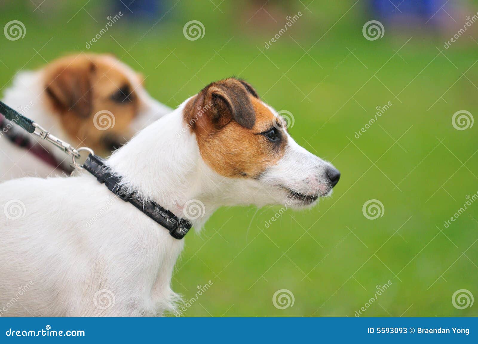 Pet Competition Series 5 stock image. Image of buster - 5593093