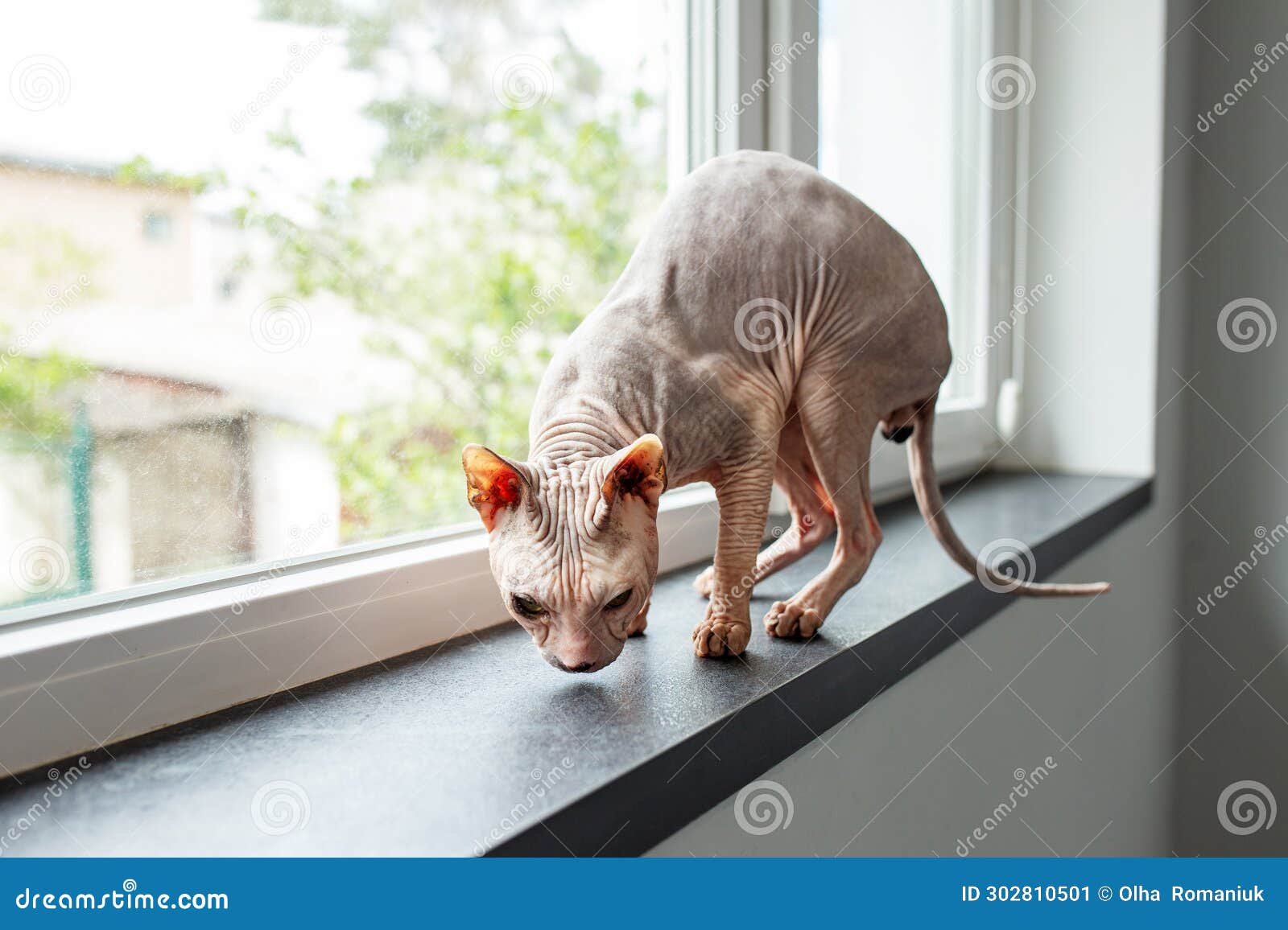Pet Concept. Sphynx Cat Walks on Windowsill Stock Image - Image of ...